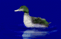 Ente — Gif & Clipart