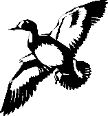 Ente — Gif & Clipart