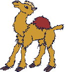 Kamel — Gif & Clipart